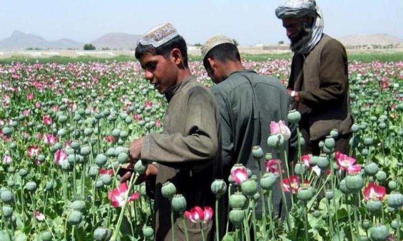 Talebani, in Afghanistan controllano la produzione di oppio