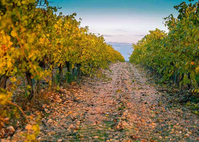 Vino Fragolino: cos’è, storia e perché è illegale